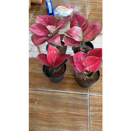 Jual Tanaman Hias/ Paket 4 Aglonema 1 Red anja pinknkaterina 2 suksom ...