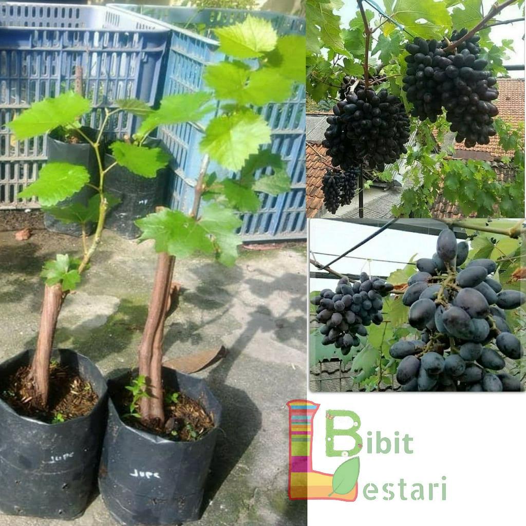 Jual Bibit Anggur Jupiter Seedless - Bibit Anggur Import GRAFTING ...