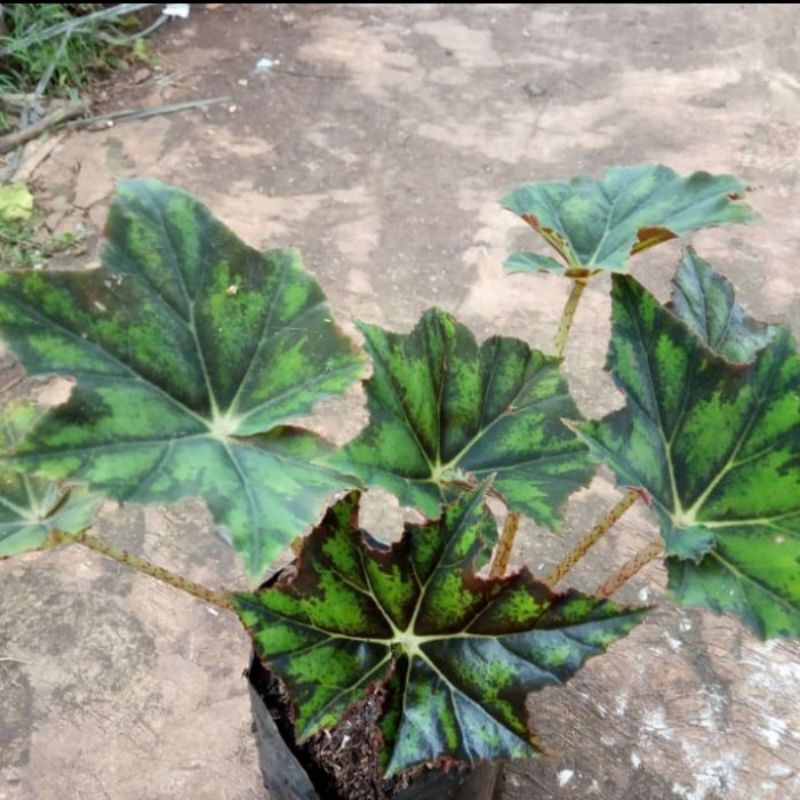 Jual BEGONIA CLEOPATRA BINTANG-tanaman begonia cleopatra bintang ...