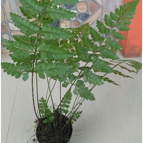 Jual tanaman hias pakis hutan cantik | Shopee Indonesia
