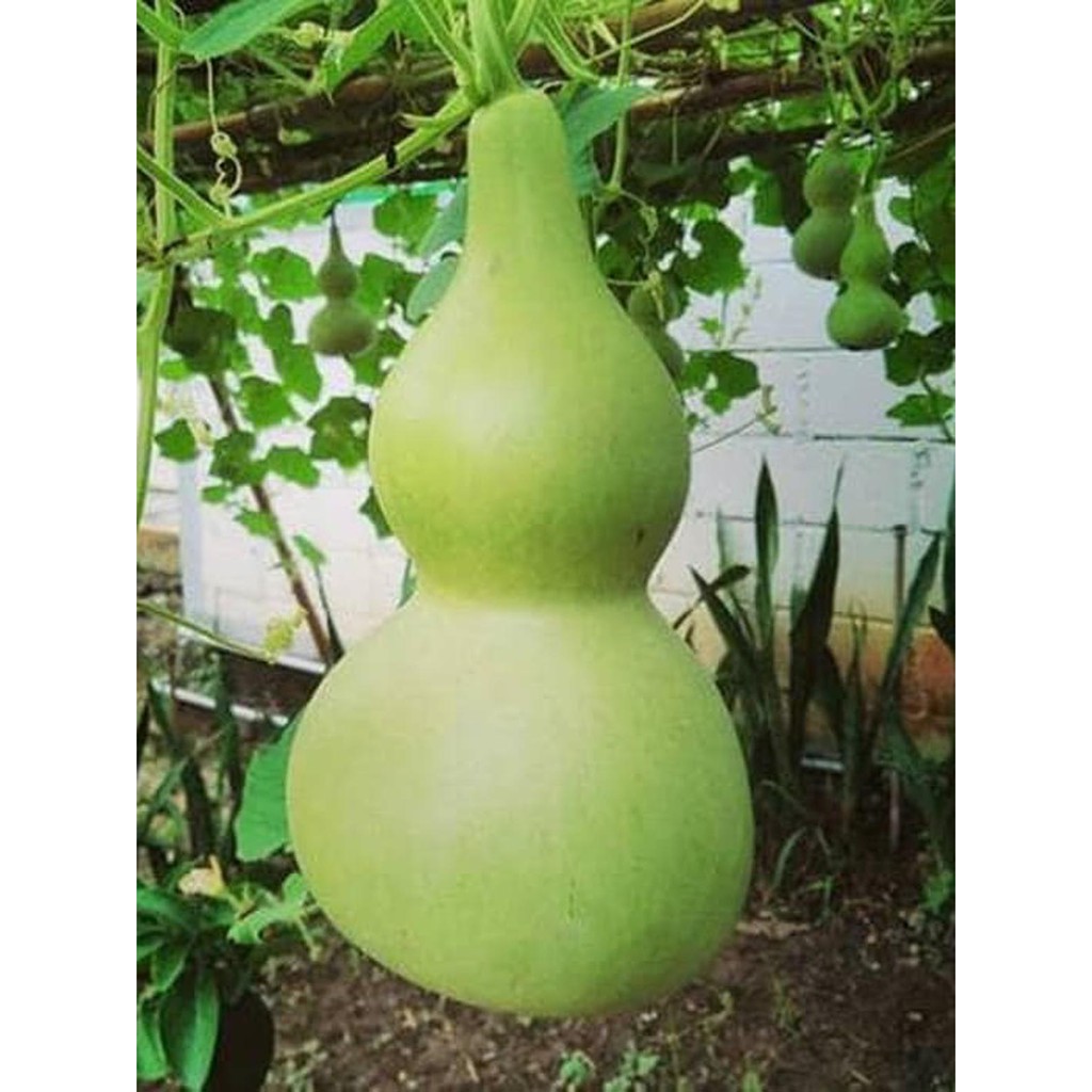 Jual Biji Labu botol Unik Bottle Gourd - Bibit Tanaman Sayur Labu Botol ...