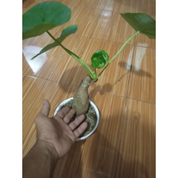 Jual TANAMAN HIAS JARAK BALI/JARAK BOTOL/BUDHA BELLY | Shopee Indonesia