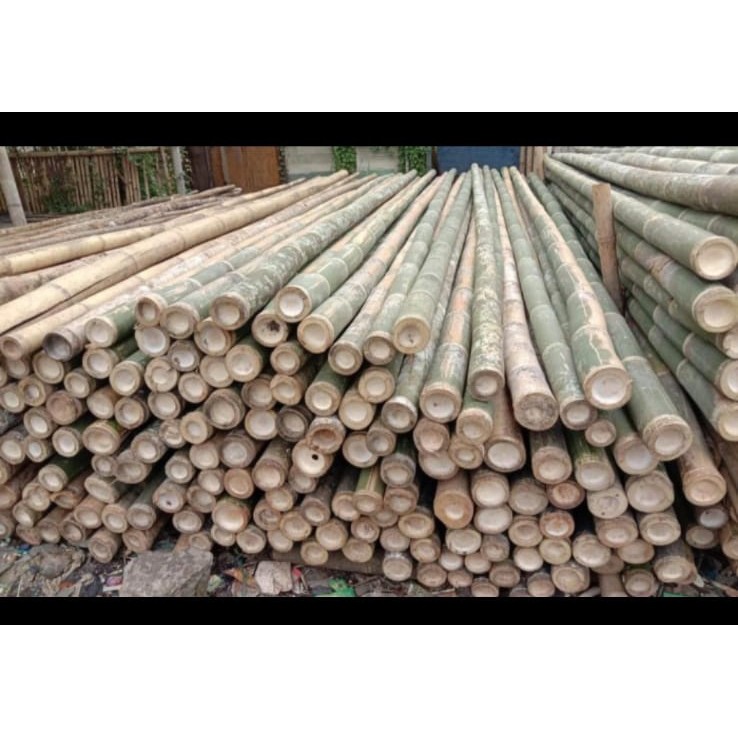Jual JUAL BAMBU STEGER UK. 8/10 (MIN ORDER 50 BATANG) | Shopee Indonesia