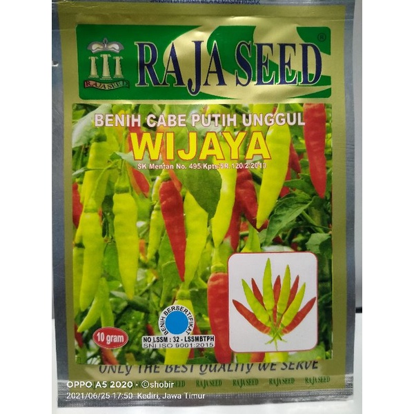 Jual Bibit benih cabai putih WIJAYA 10 graam.RAJA SEED. | Shopee Indonesia
