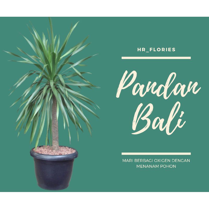 Jual ## ( BISA COD ) PROMO!!!Pandan Bali 100-120cm | Shopee Indonesia