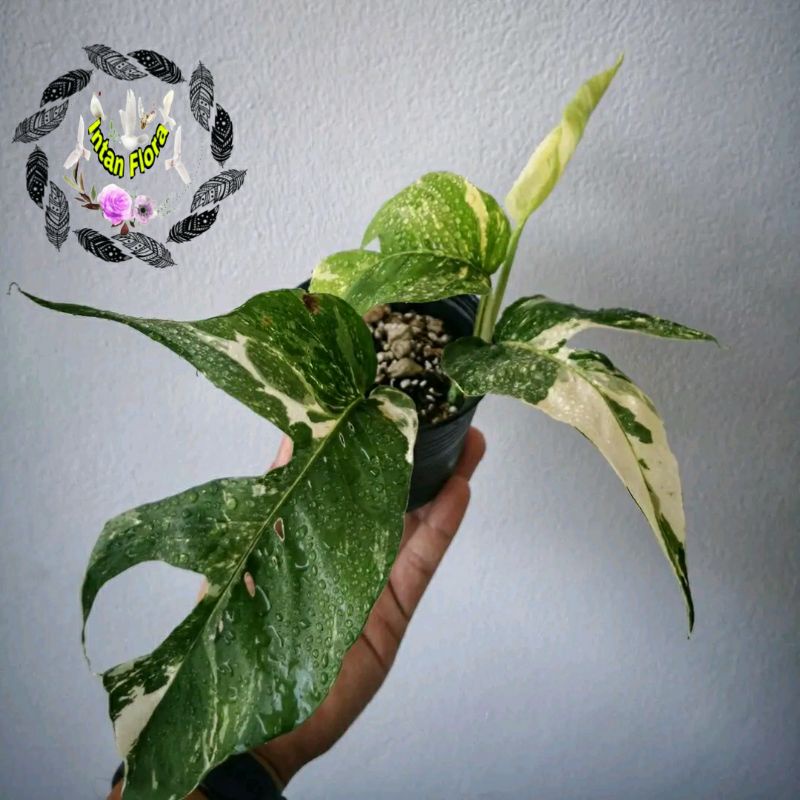 Jual Epip Remnum Pinnatum Variegata Original Thailand 3 daun | Shopee ...