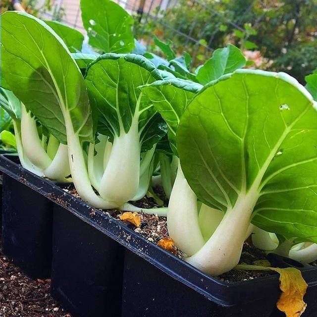 Jual ISI PAKET: 100 Biji - Benih Sawi Pak choy mini NAI BAI (Toy choy ...