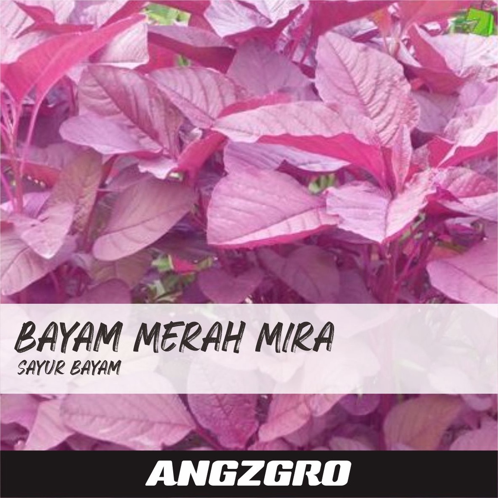 Jual Benih Bayam Merah Mira isi 10000 pcs Sayuran Tanaman Urban Farming ...