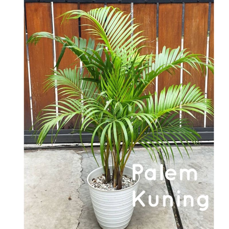 Jual Beli 5 gratis 1 / PALEM KUNING / PINANG KUNING | Shopee Indonesia