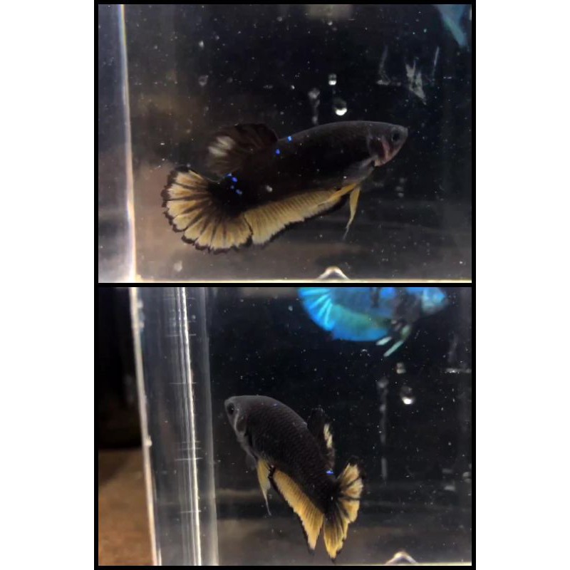 Jual Female Avatar MG / Yellow | Shopee Indonesia