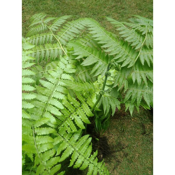 Jual Bibit pakis sayur gunung,Pakis sayur tanaman hias,obat herbal ...