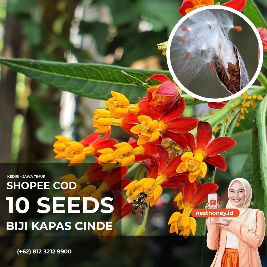 Jual 10 Biji Bunga Kapas Cinde / Kembang Mas / Asclepias Curassavica ...