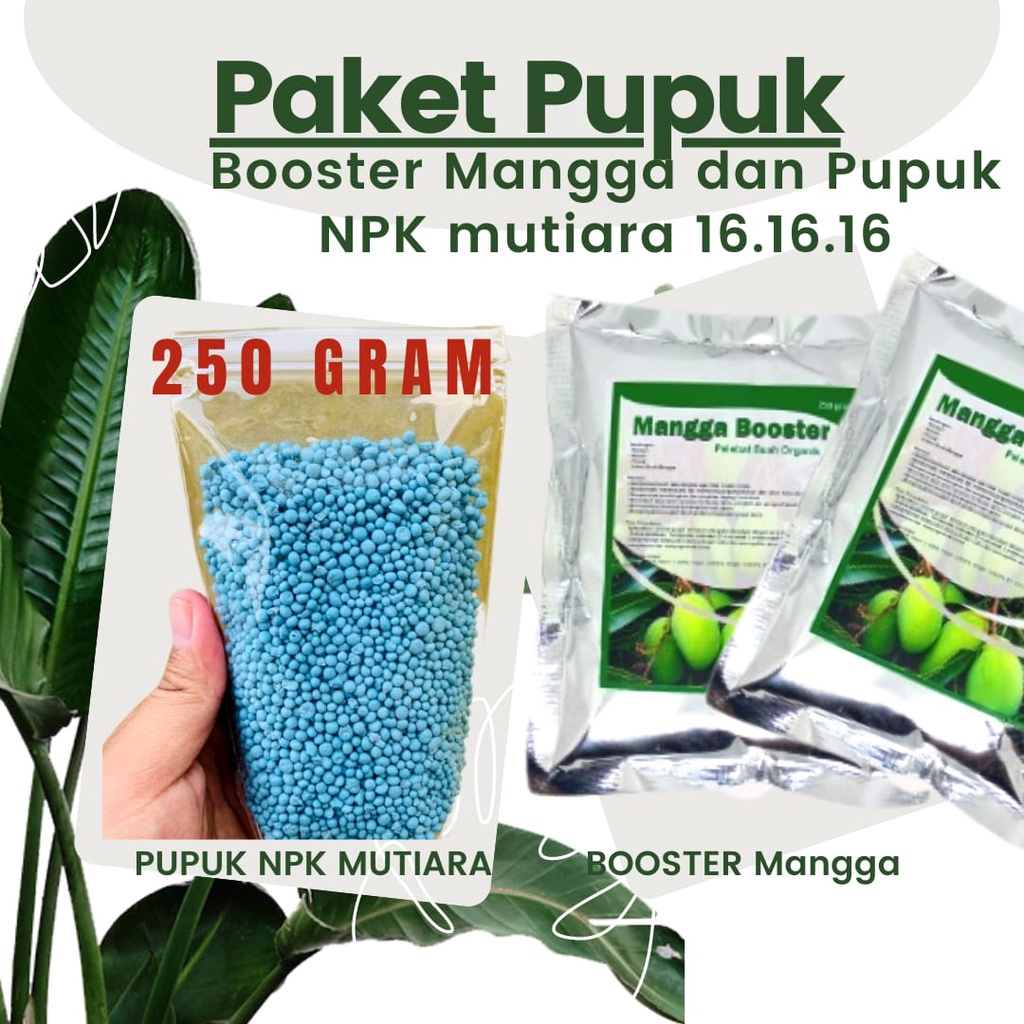 Jual PAKET LENGKAP Pupuk Booster Pelebat Buah Pohon Mangga Plus Pupuk NPK Mutiara 16.16.16 (250 ...