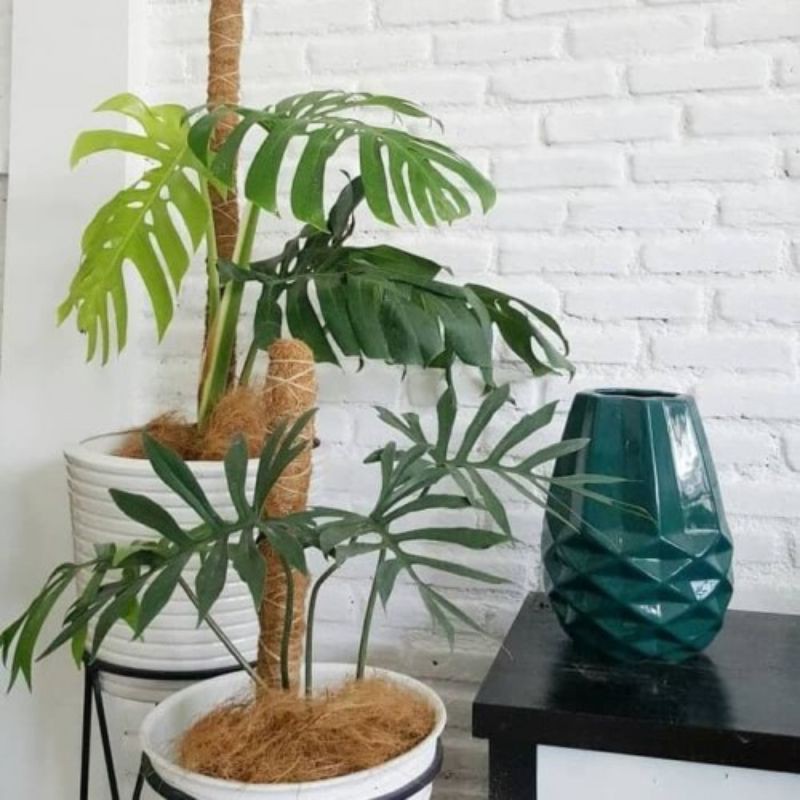 Jual ajir/kayu buat tanaman | Shopee Indonesia