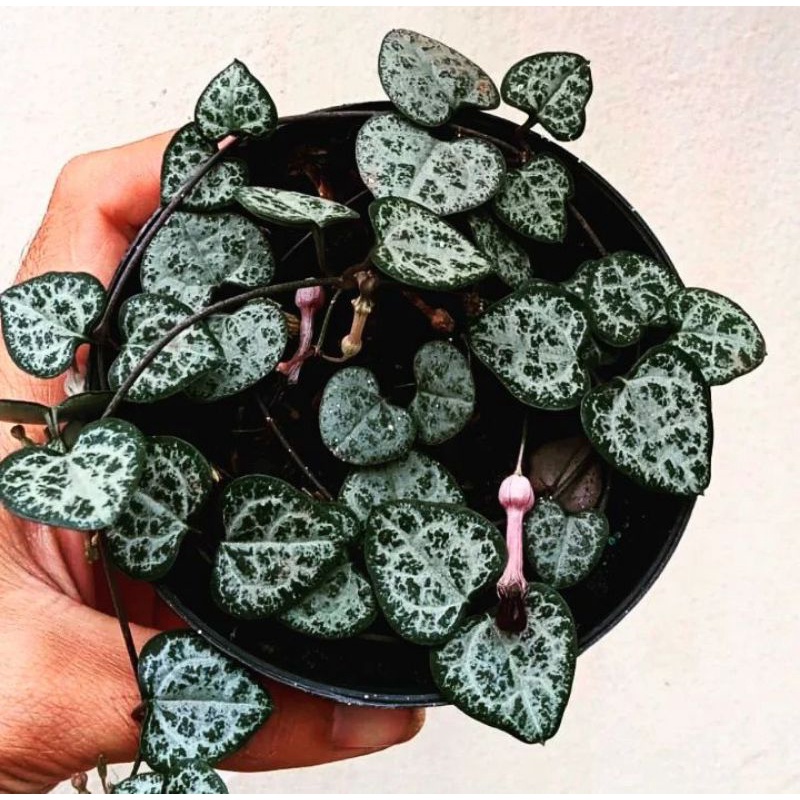 Jual string of heart | Shopee Indonesia