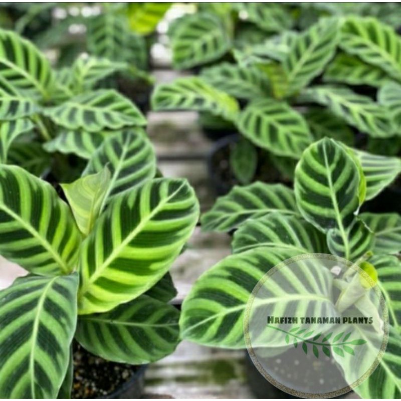 Jual Tanaman Hias Chalatea Zebrina - Chalatea Zebrina Tanaman Hidup ...