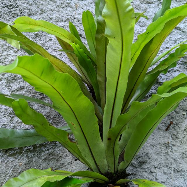 Jual Tanaman hias kadaka tempel / tanaman daun kadaka tempel | Shopee ...