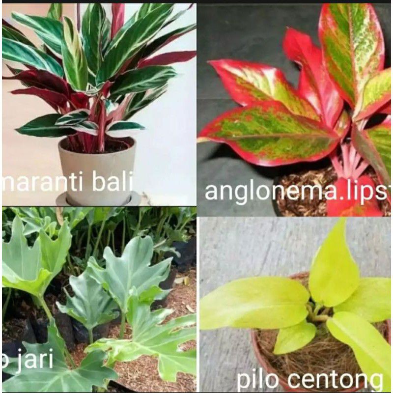 Jual paket 4 tanaman hias meranti bali.lipstik.philo dendrum.srigading ...