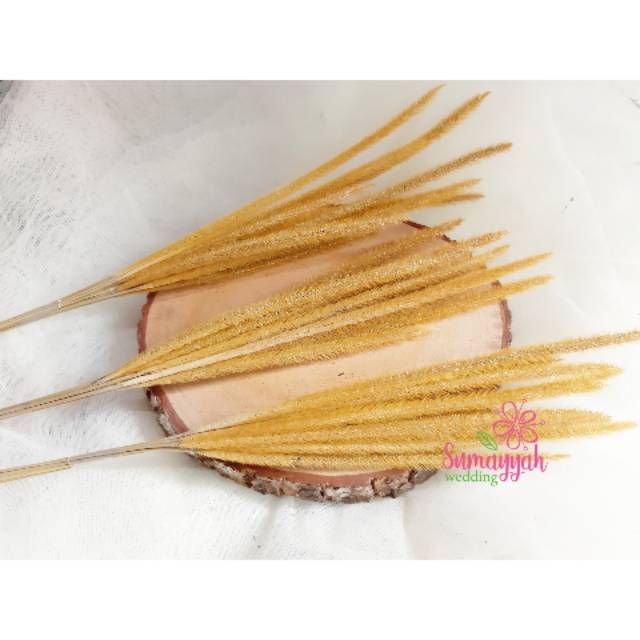 Jual Dried sataria natural /ikat (10 tangkai) | Shopee Indonesia