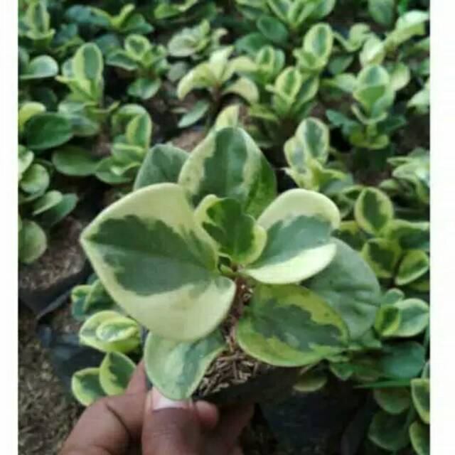 Jual Tanaman hias teplan parigata | Shopee Indonesia