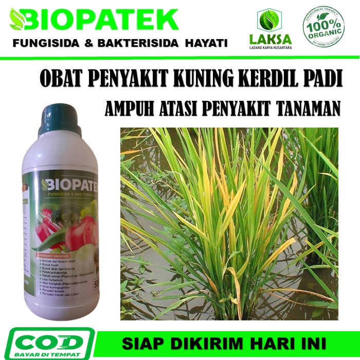 Jual (PROMO MURAH) FUNGISIDA Obat Padi Kerdil Daun Kuning Terbaik BIOPATEK 500 ML - Obat Padi ...