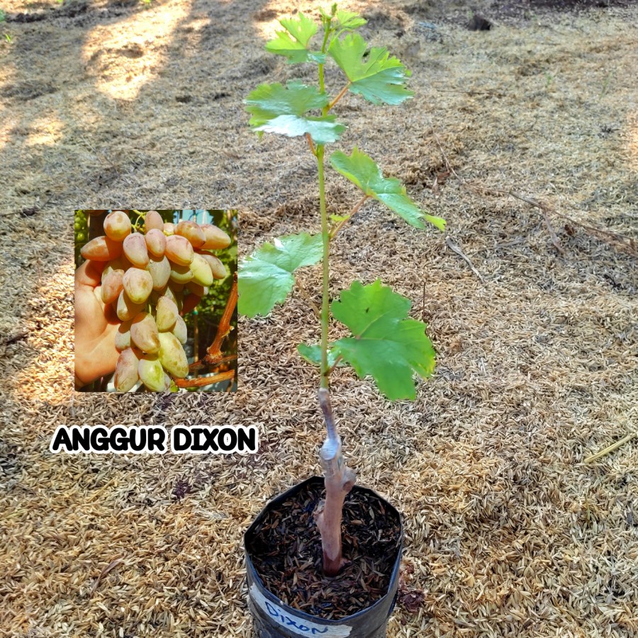 Jual Bibit Tanaman Anggur Dixon Tanaman Buah Anggur Import Dikson ...