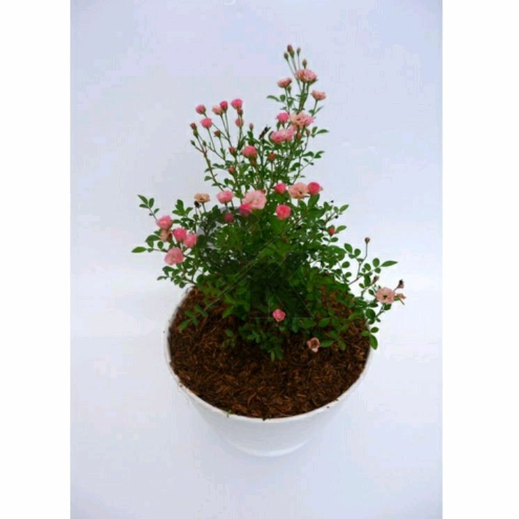 Jual BUNGA MAWAR BABY ROSE ( kondisi berbunga)mawar imut mini | Shopee Indonesia