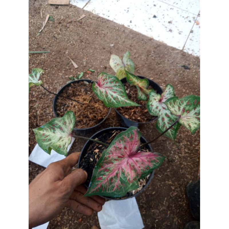 Jual Tanaman Hias Keladi Wayang Pohon Keladi Wayang | Shopee Indonesia Jual Tanaman Hias Keladi Wayang Pohon Keladi Wayang | Shopee Indonesia