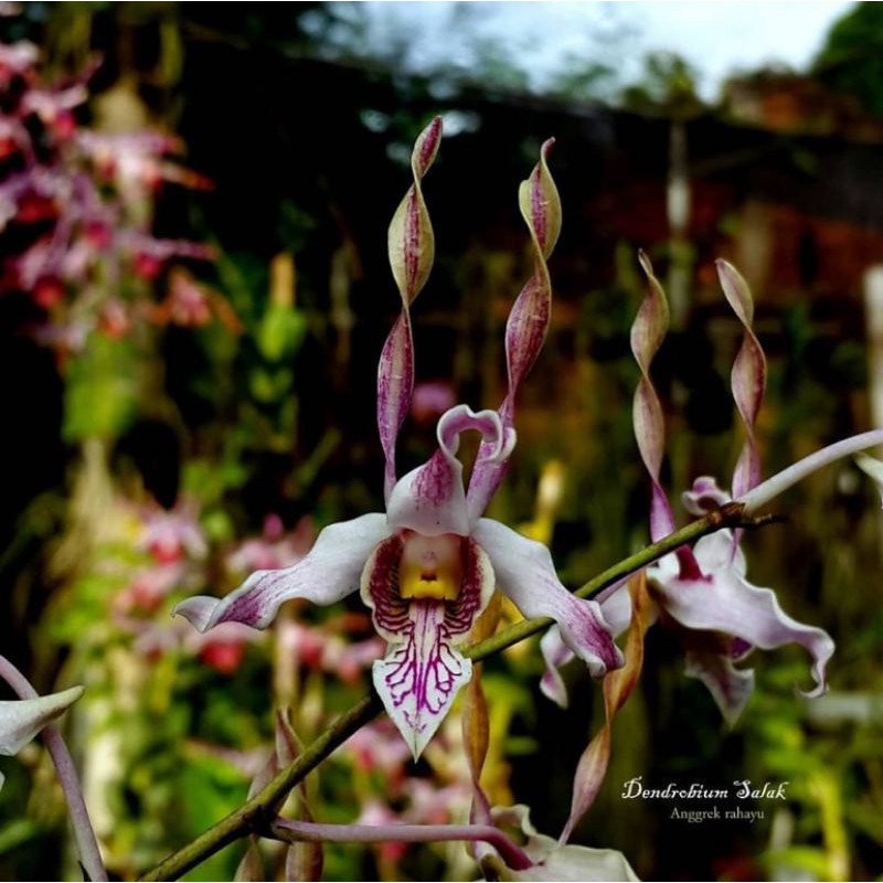 Jual Tanaman hias Anggrek Dendrobium Dewasa bunga Salak Hybrid ...