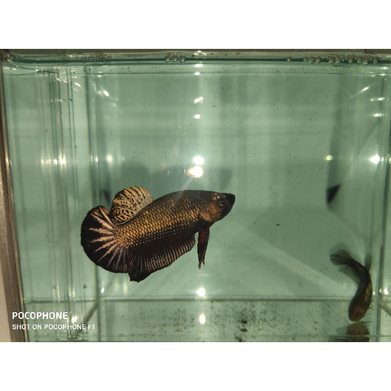 Jual Avatar cooper | Shopee Indonesia