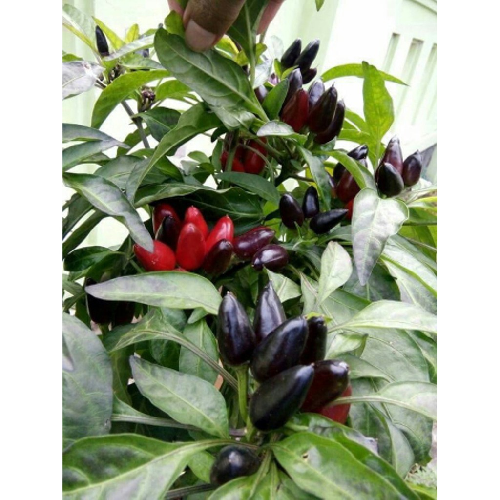 Jual Amefurashi 10 Benih Cabe Black Candlelight Cabe Hitam Hot Pepper ...