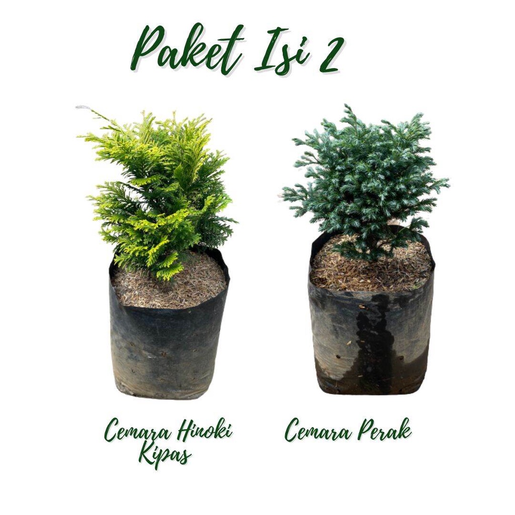 Jual Sriwijaya Flower Paket isi 2 cemara perak dan hinoki daun besar ...
