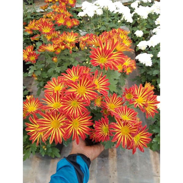 Jual Aster Rimbun warna Oren kuning | Shopee Indonesia