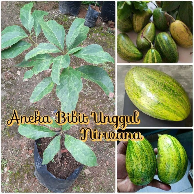 Jual BIBIT ALPUKAT VARIGATA / ALPUKAT VARIEGATA (ALPUKAT LORENG ...