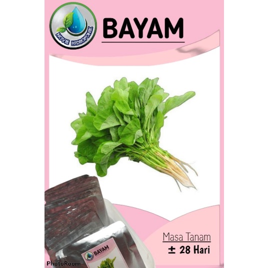 Jual Benih Bayam Super isi 1000 lebih | Shopee Indonesia