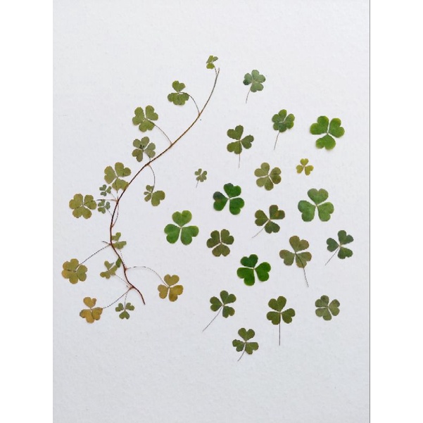 Jual Pressed Clover Leaf - Oshibana - Dried Leaf - Daun Kering - Bunga ...