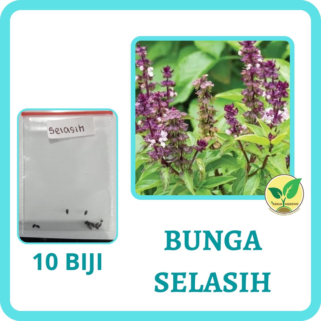 Jual 10 Benih Bunga Selasih | Bunga Makam Kuburan | Shopee Indonesia