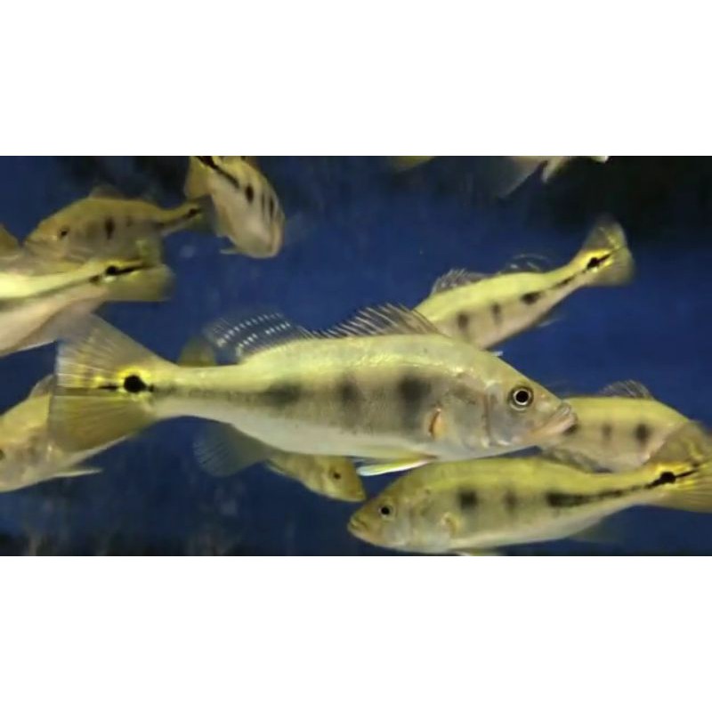 Jual Ikan Pbass Peacock Bass Mono/Monoculus | Shopee Indonesia