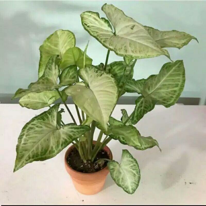 Jual tanaman singonium rimbun | Shopee Indonesia