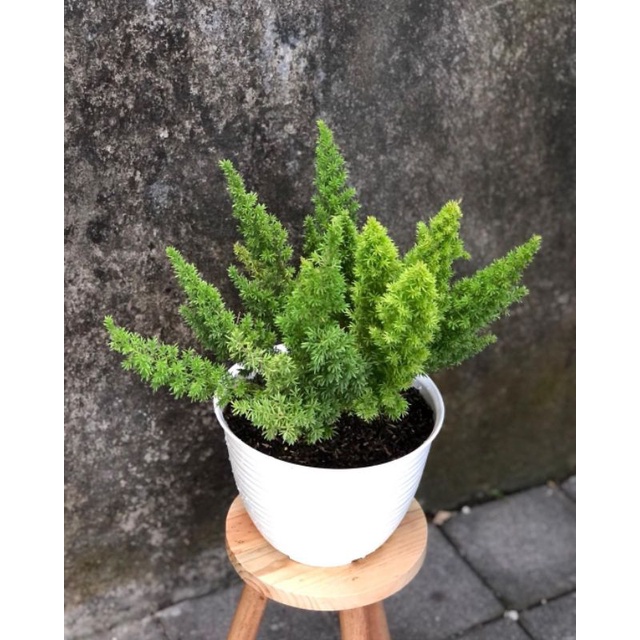 Jual Tanaman hias Cemara ekor tupai / Tanaman hias pot ekor tupai ...