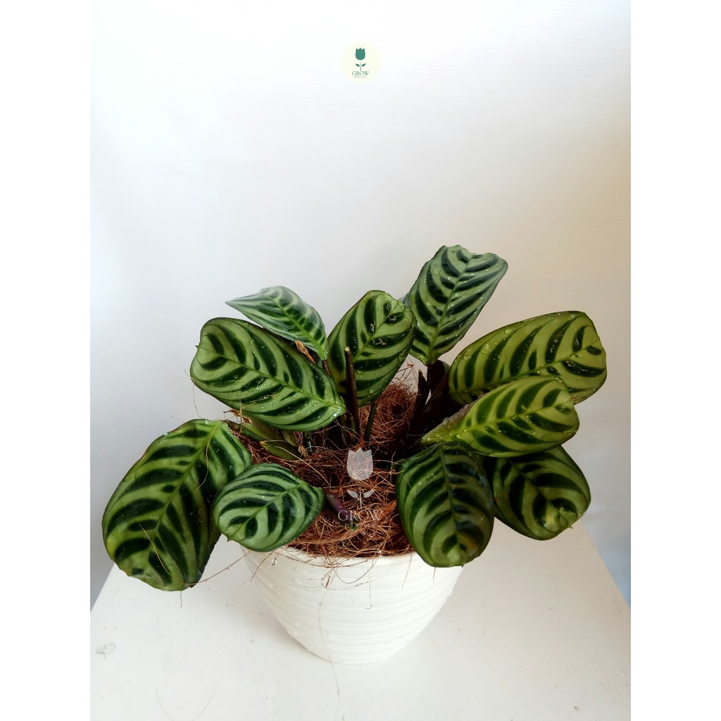 Jual Calathea makoyana ( maranta sepat ) | Shopee Indonesia