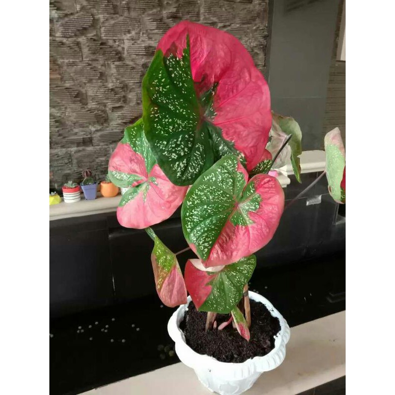 Jual tanaman hias caladium baret/tanaman chaladium keladi baret ...