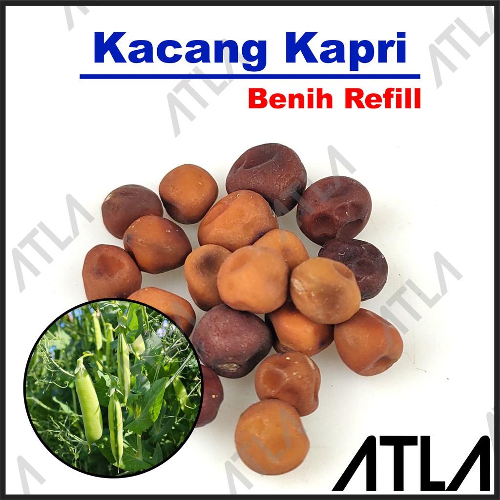 Jual Benih Kacang Kapri Bibit Tanaman Biji Pea Polong Sayur Sayuran ...