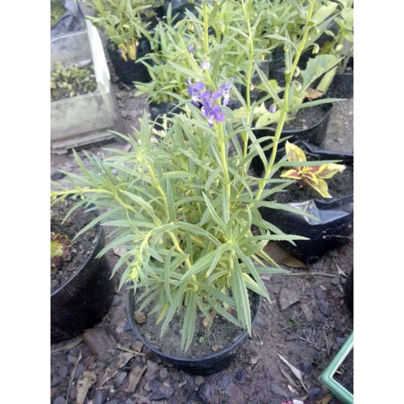 Jual Bibit Bunga Lavender Siap Berbunga (WISATA FLORA) | Shopee Indonesia
