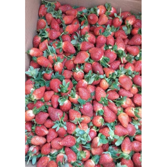 Jual Strawbery organic / Strawbery fresh _ 500gr | Shopee Indonesia