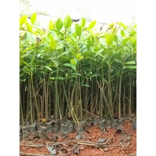 Jual bibit mangrove Harga Terbaik & Termurah April 2025 | Shopee Indonesia