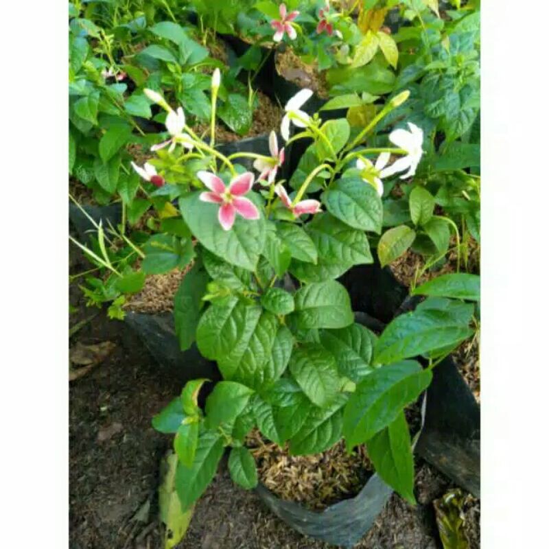 Jual Tanaman hias bunga melati belanda - tanaman rambat melati belanda ...