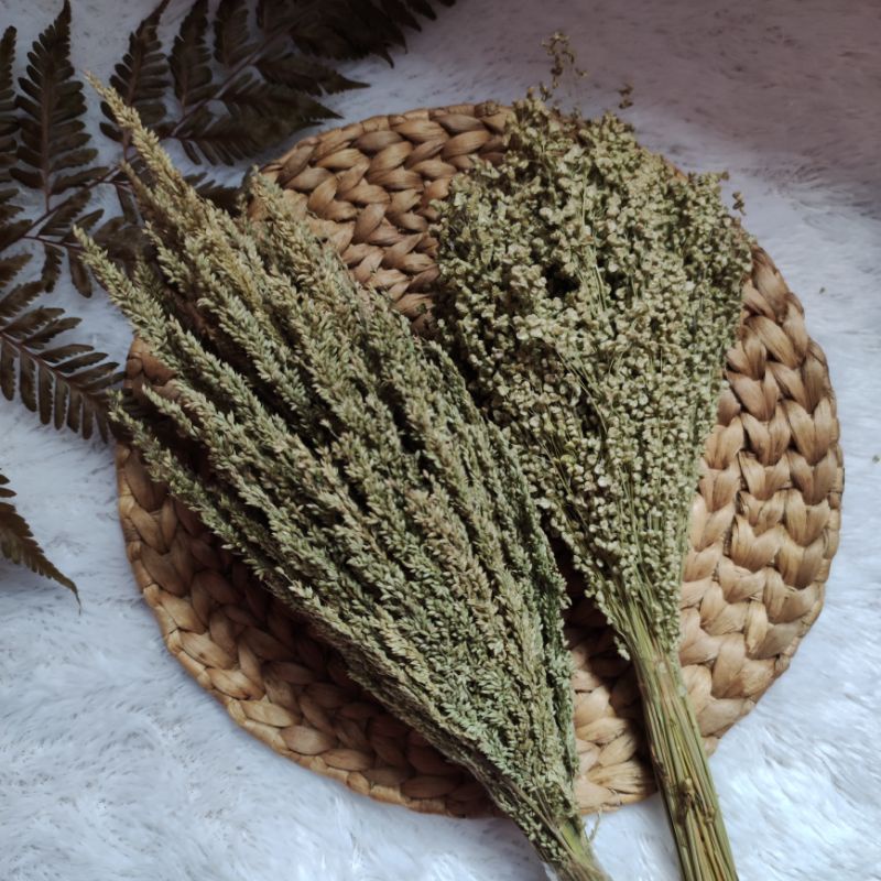 Jual Bunga rumput kering bahan hias tema rustic | Shopee Indonesia