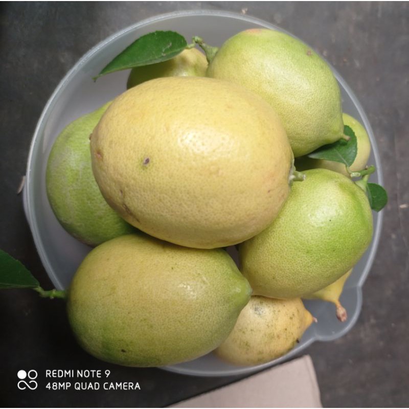 Jual LEMON LOKAL PAKET 3KG.. | Shopee Indonesia