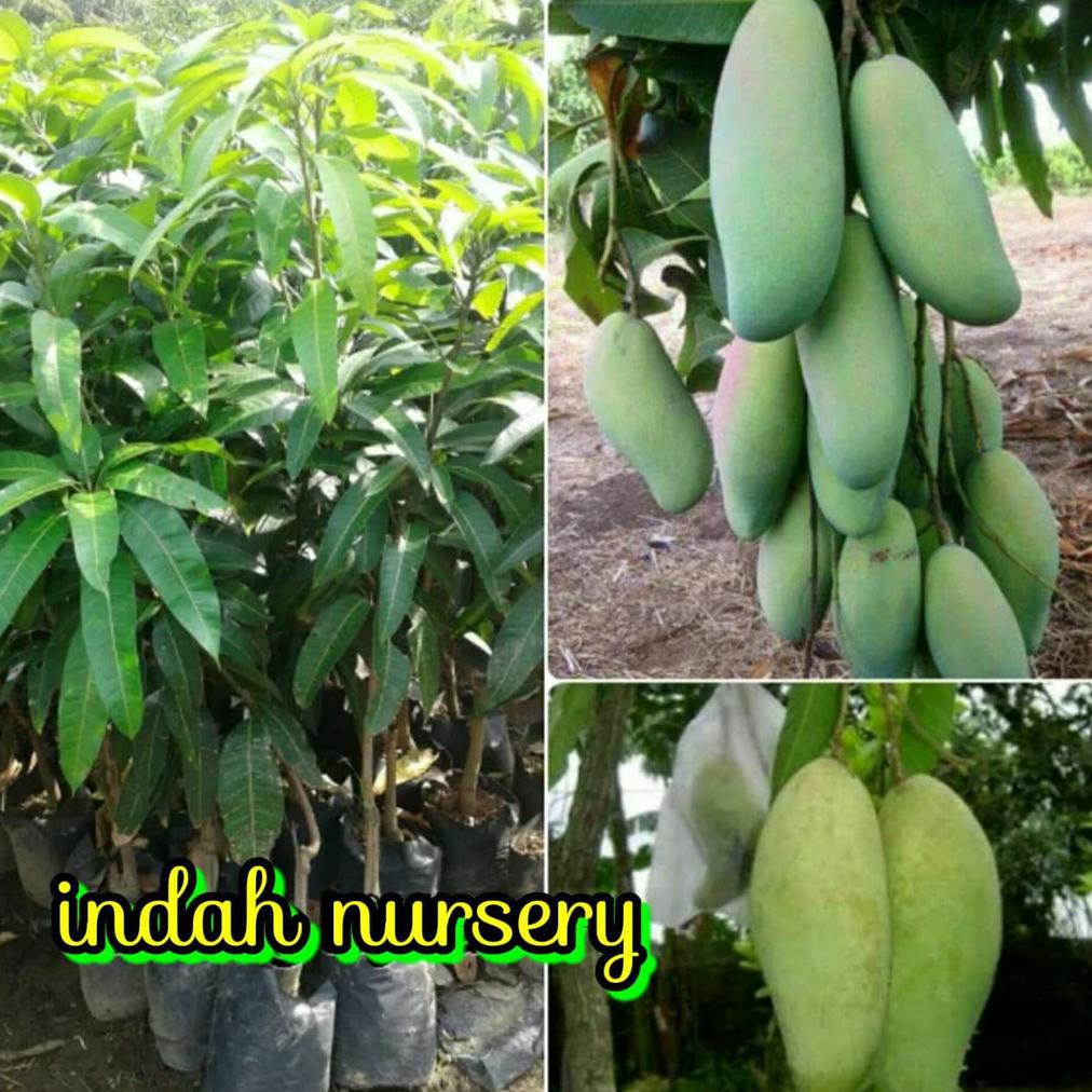 Jual Paket 4 Jenis Bibit Buah Tanaman Mangga,Garifta,Yuwen,Chokanan ...